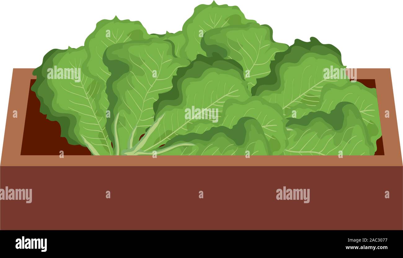 healthy vegetable in wooden box isolated icon Stock Vector Image & Art ...