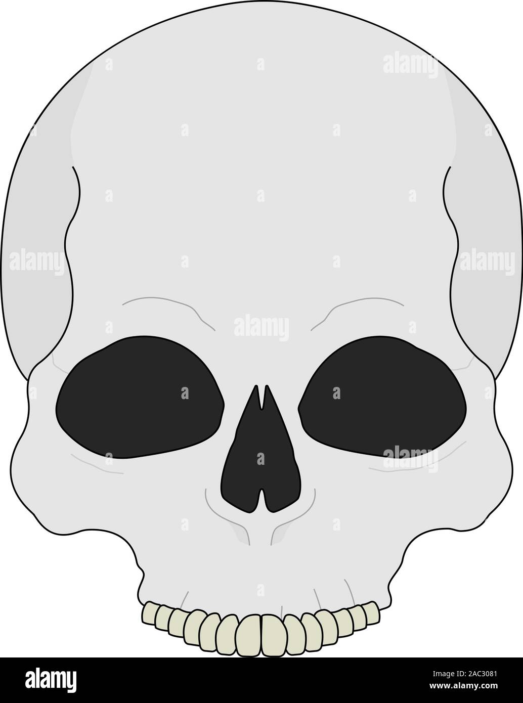Human skull color illustration. Isolated vector icon Stock Vector Image ...