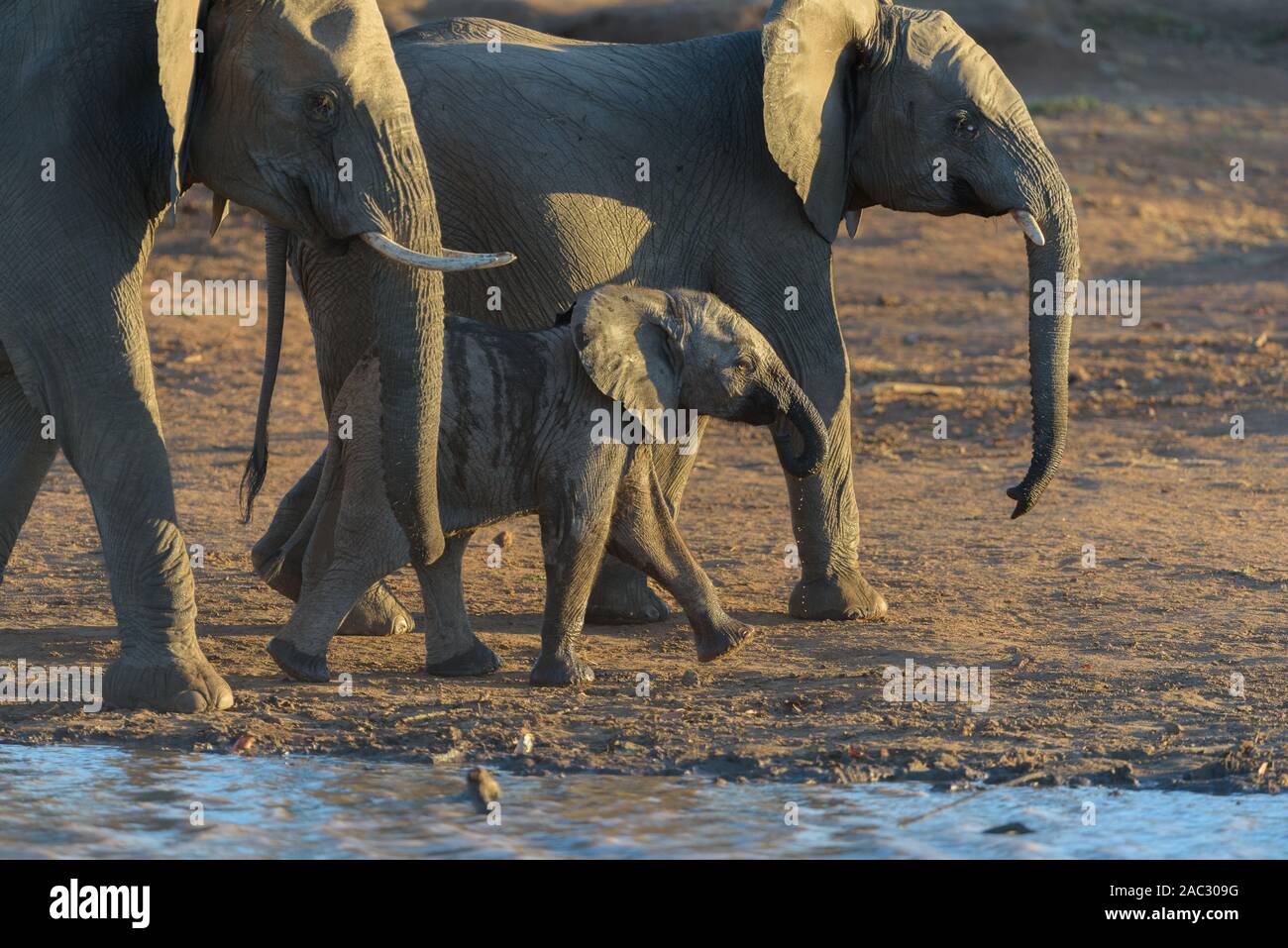 Kgalagadi transfortier park hi-res stock photography and images - Alamy