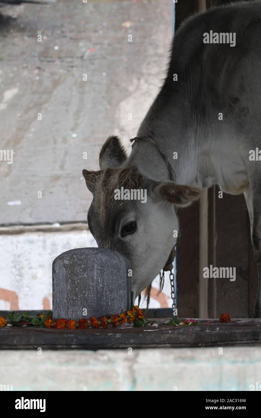 Cow Eating Flowers High Resolution Stock Photography and Images - Alamy