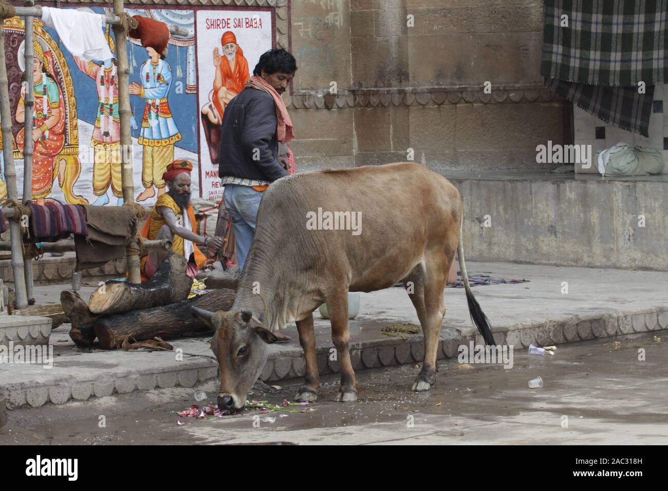 Ganga cows india hi-res stock photography and images - Alamy