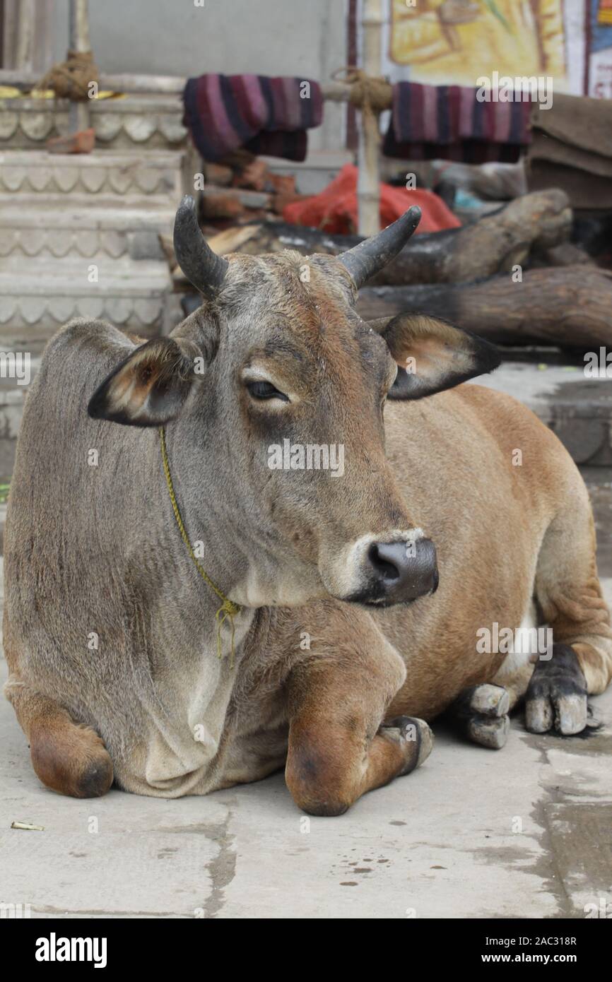 Indian Holy Cow High Resolution Stock Photography and Images - Alamy