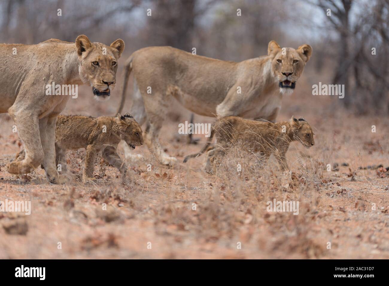 Lioness portrait, female lion Stock Photo - Alamy