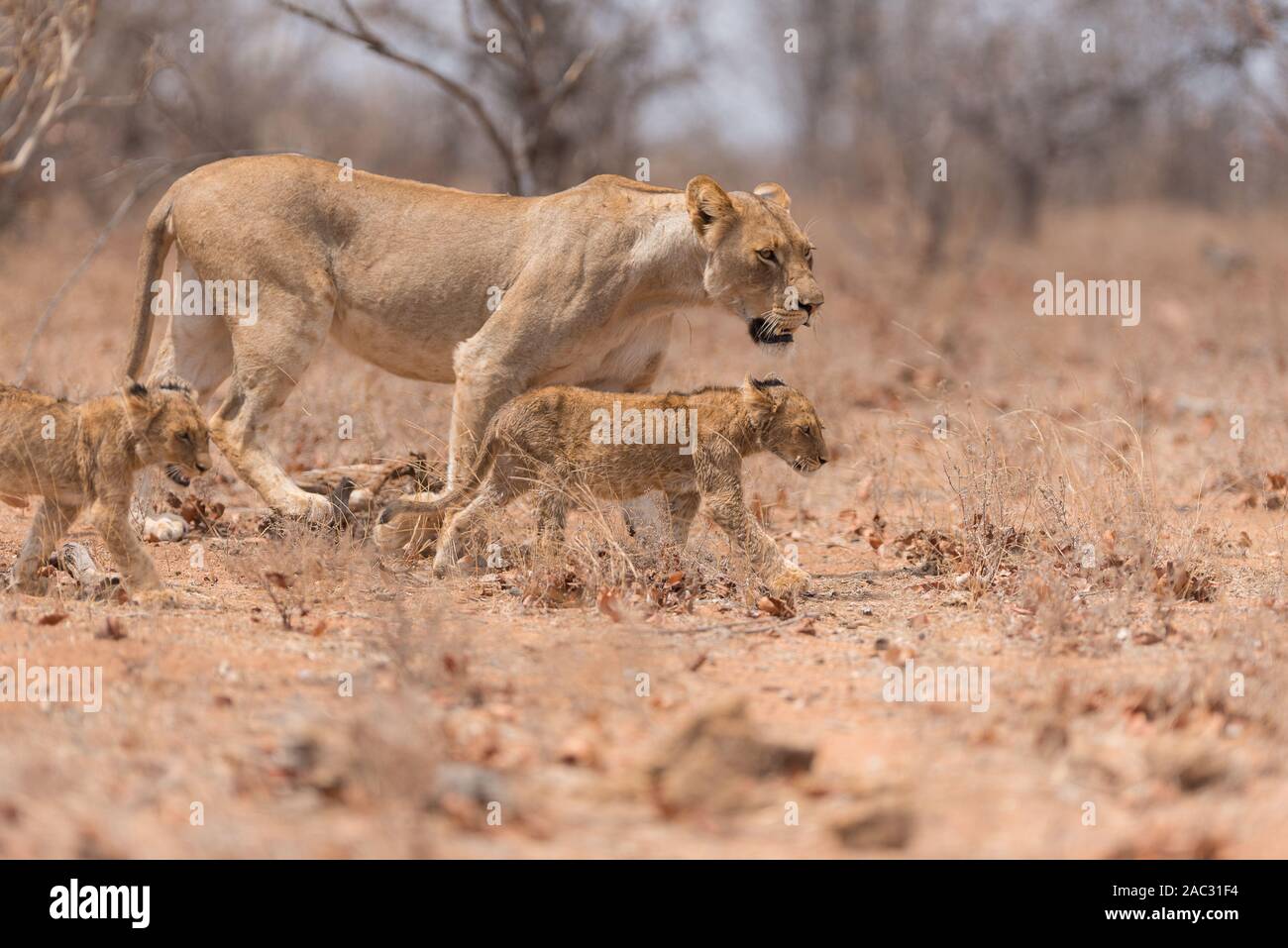 Lioness portrait, female lion Stock Photo - Alamy
