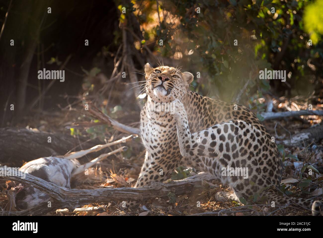Leopard portrait African leopard Stock Photo - Alamy