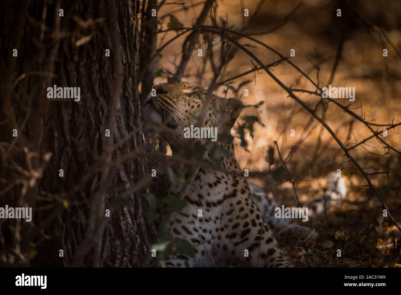 Leopard portrait African leopard Stock Photo - Alamy