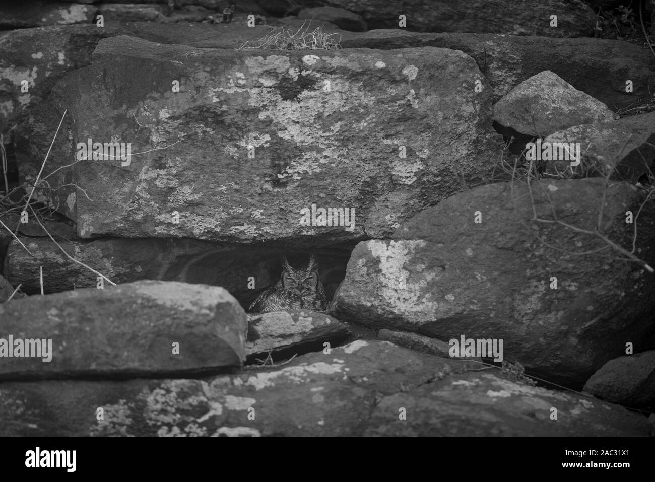 South african birds southern Black and White Stock Photos & Images - Alamy