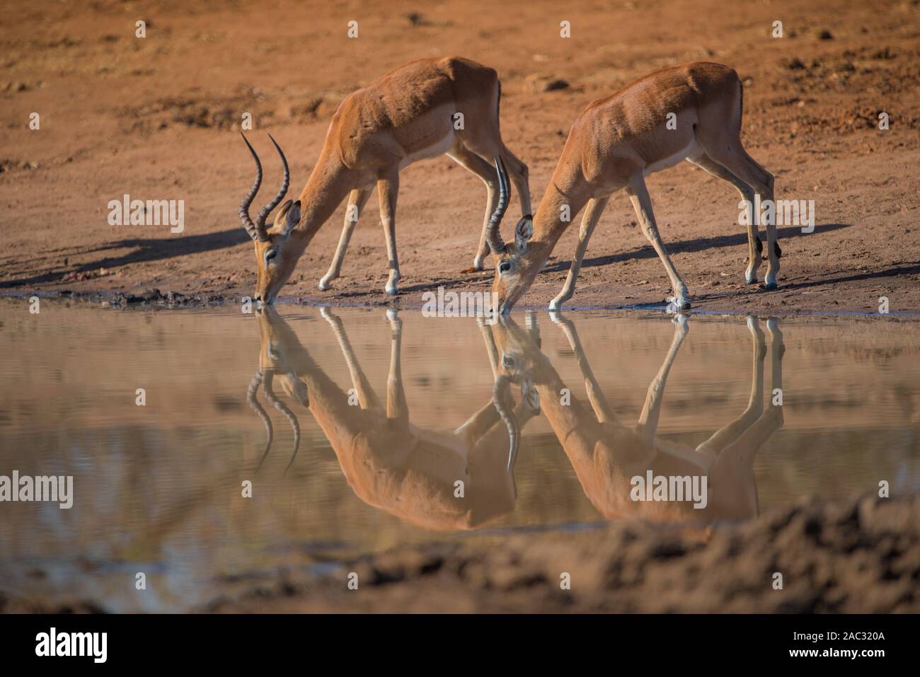 Impala, African wild impala Stock Photo - Alamy