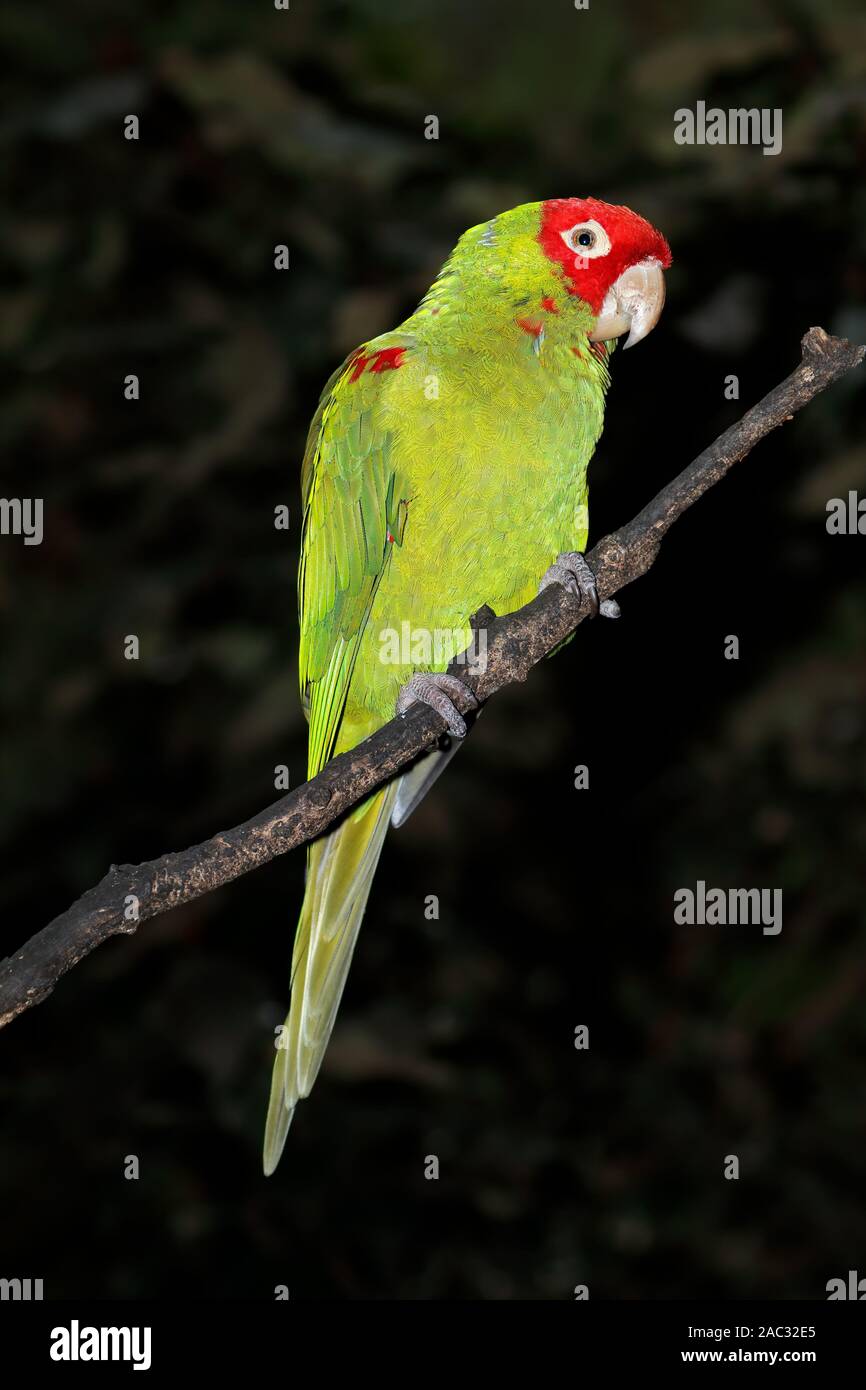 Red masked conure hi-res stock photography and images - Alamy