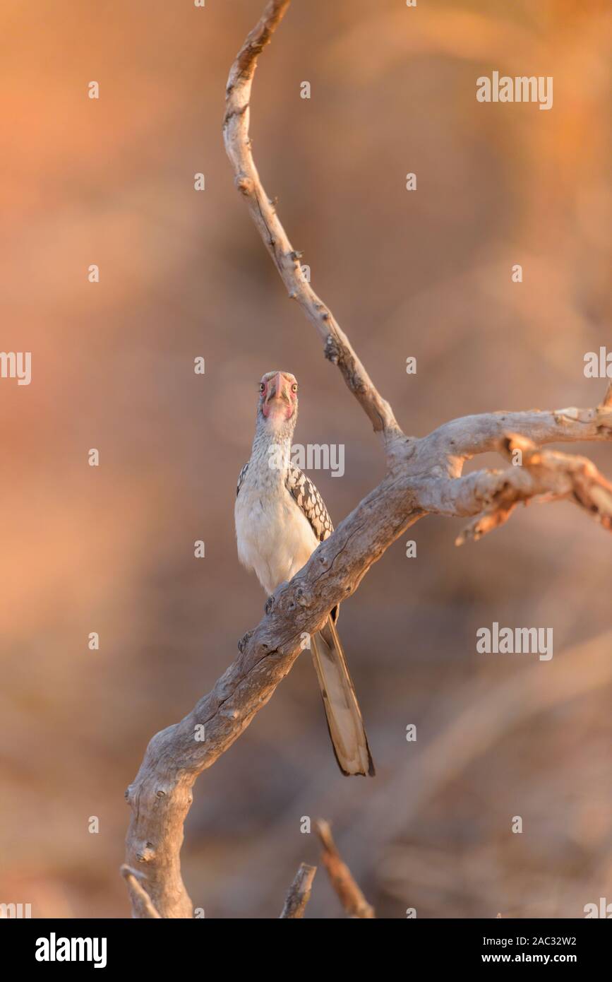 Yellow horn bill Stock Photo - Alamy