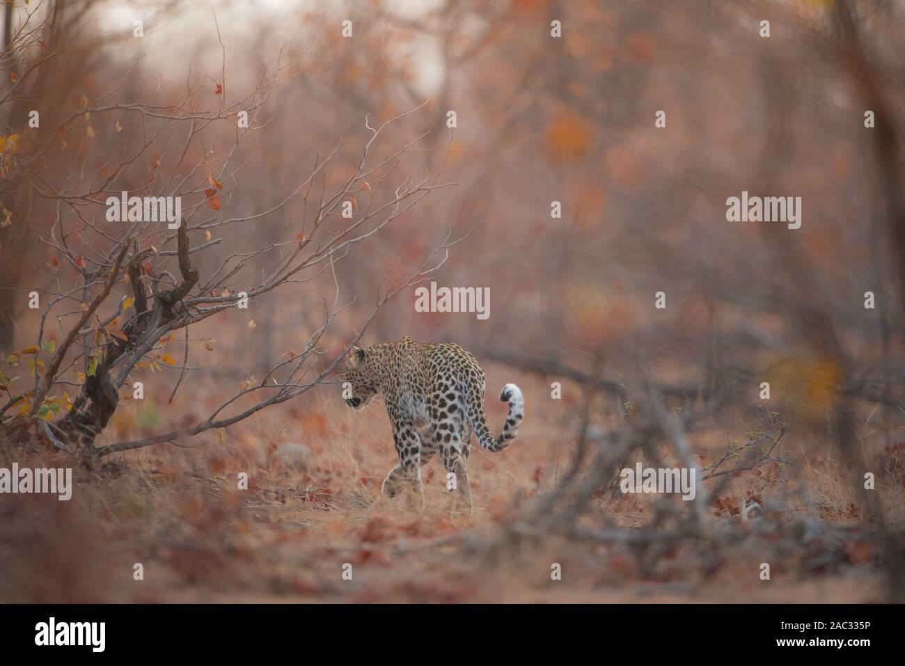 Leopard portrait African leopard Stock Photo - Alamy