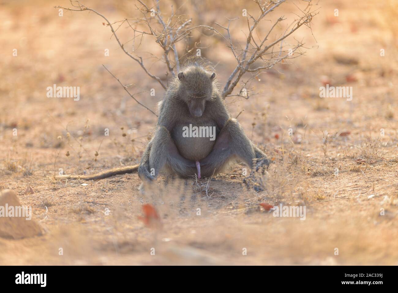 Baboon portrait, best baboon photos Stock Photo - Alamy