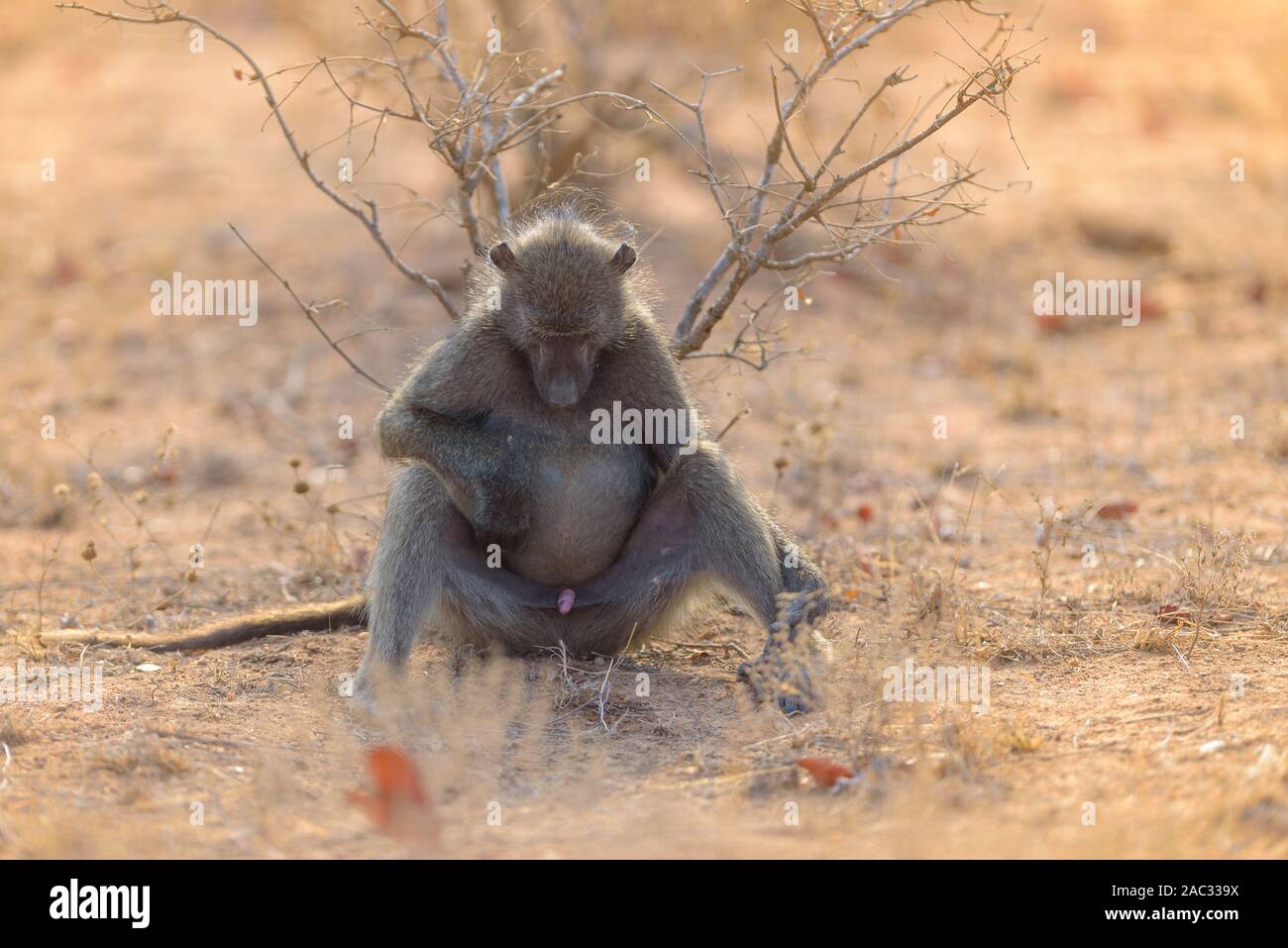 Baboon portrait, best baboon photos Stock Photo - Alamy