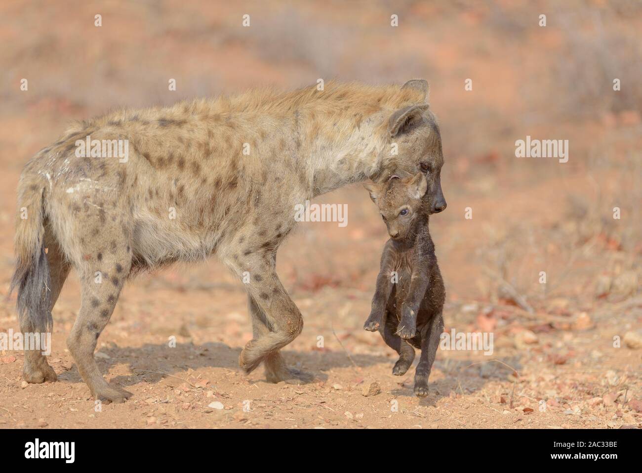 Hyena portrait in wilderness, hyena cub, best hyena Stock Photo - Alamy