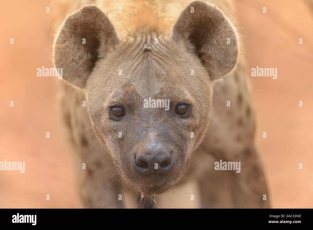 Hyena portrait in wilderness, hyena cub, best hyena Stock Photo - Alamy