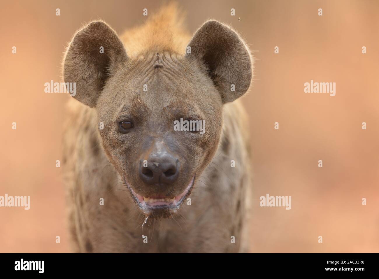Hyena portrait in wilderness, hyena cub, best hyena Stock Photo - Alamy