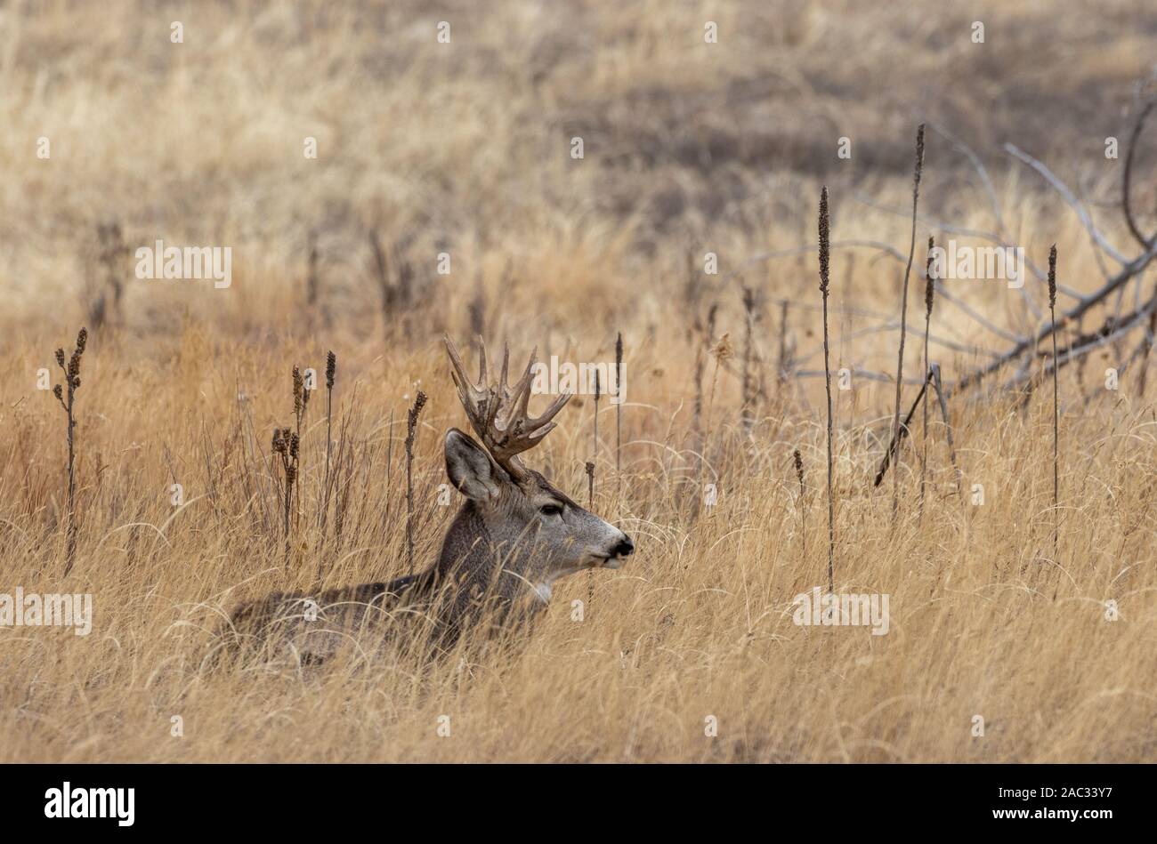 Mule Deer Buck in Fall in Colorado Stock Photo - Alamy