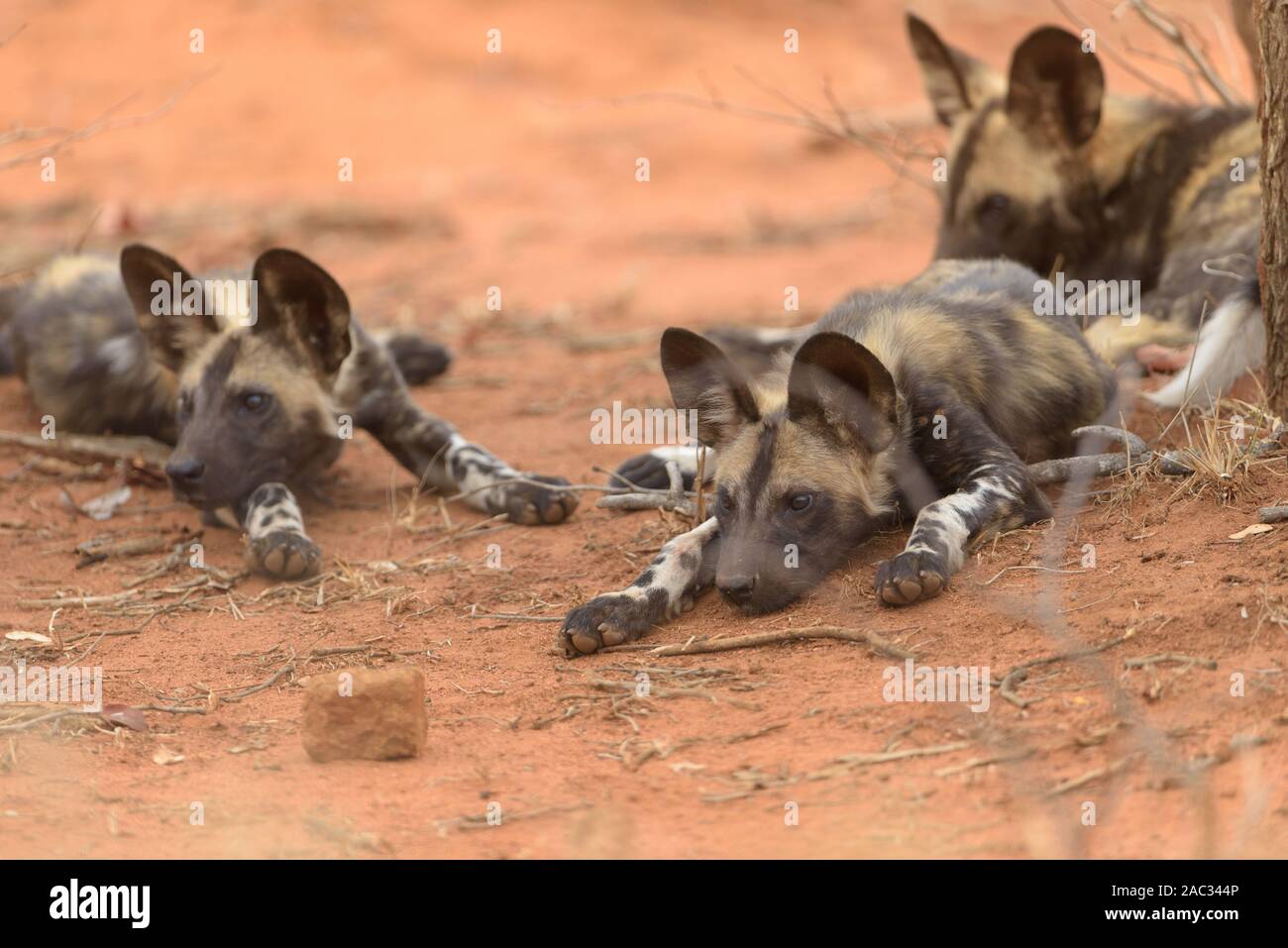 African wild dog, Painted wolf portrait Stock Photo - Alamy