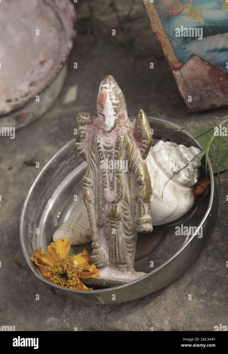 Conch Shell India High Resolution Stock Photography and Images - Alamy