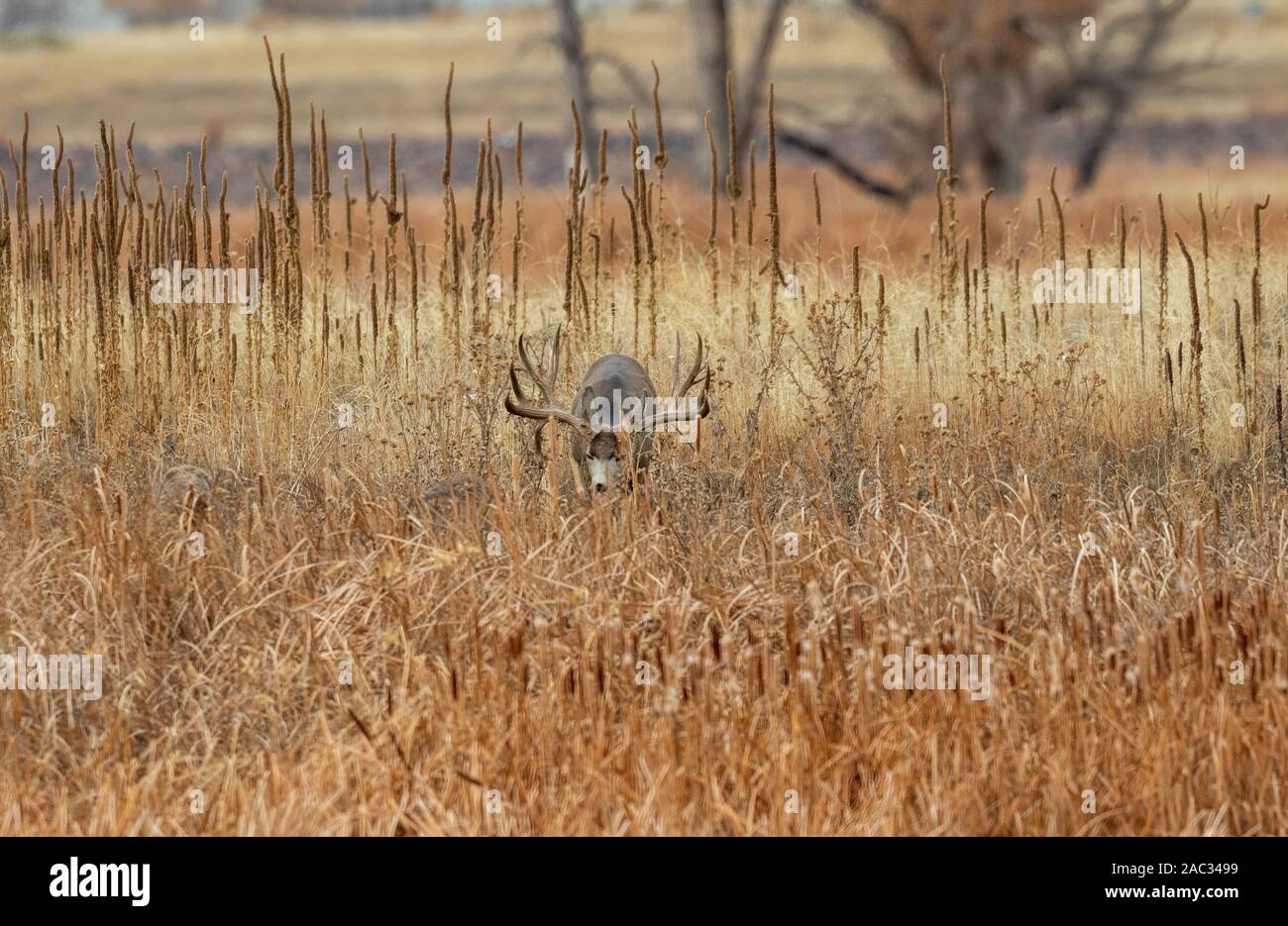 Mule Deer Buck in Fall in Colorado Stock Photo - Alamy