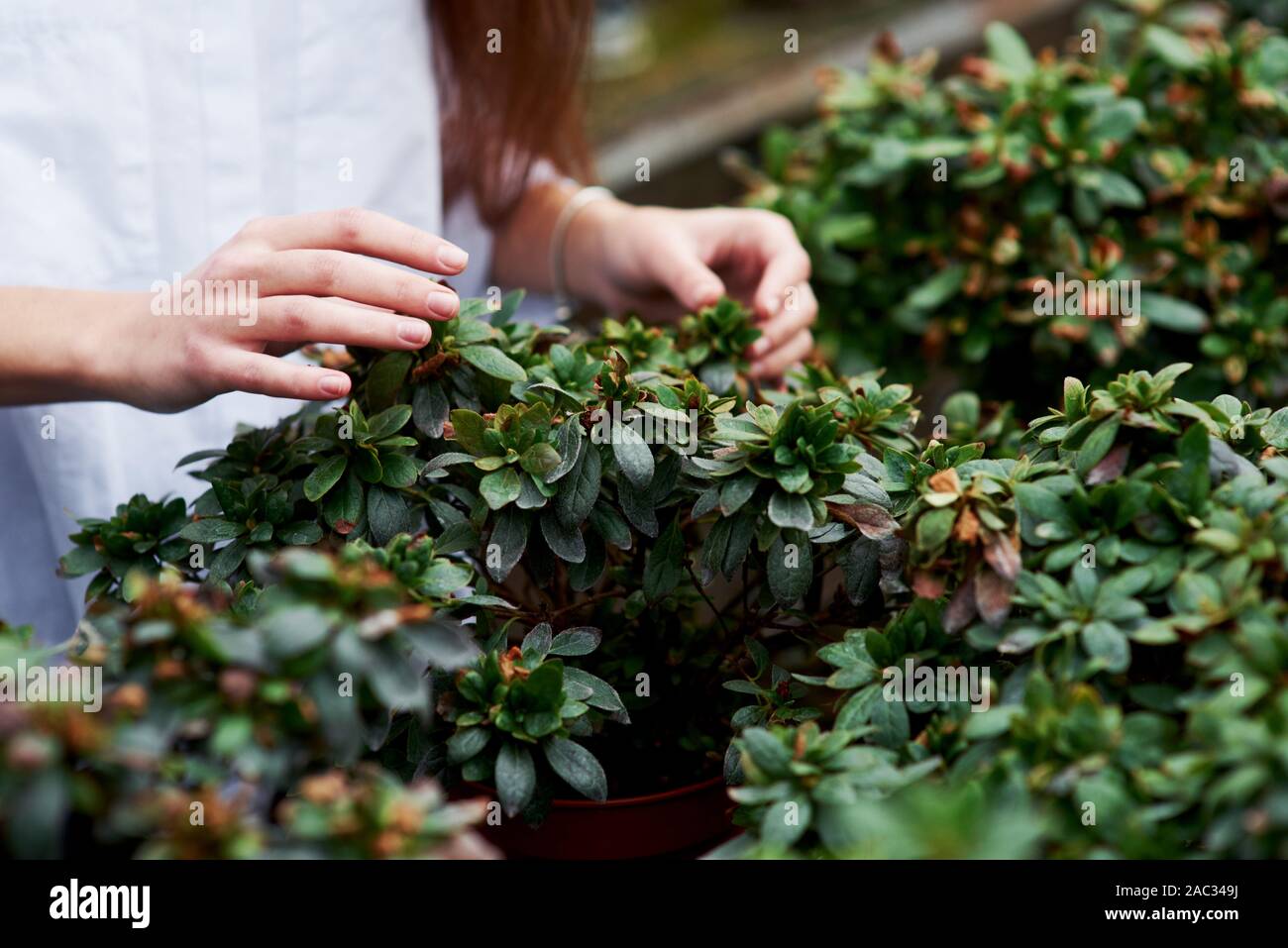 Detailed photo of woman hands that touch the plants in a pot Stock ...