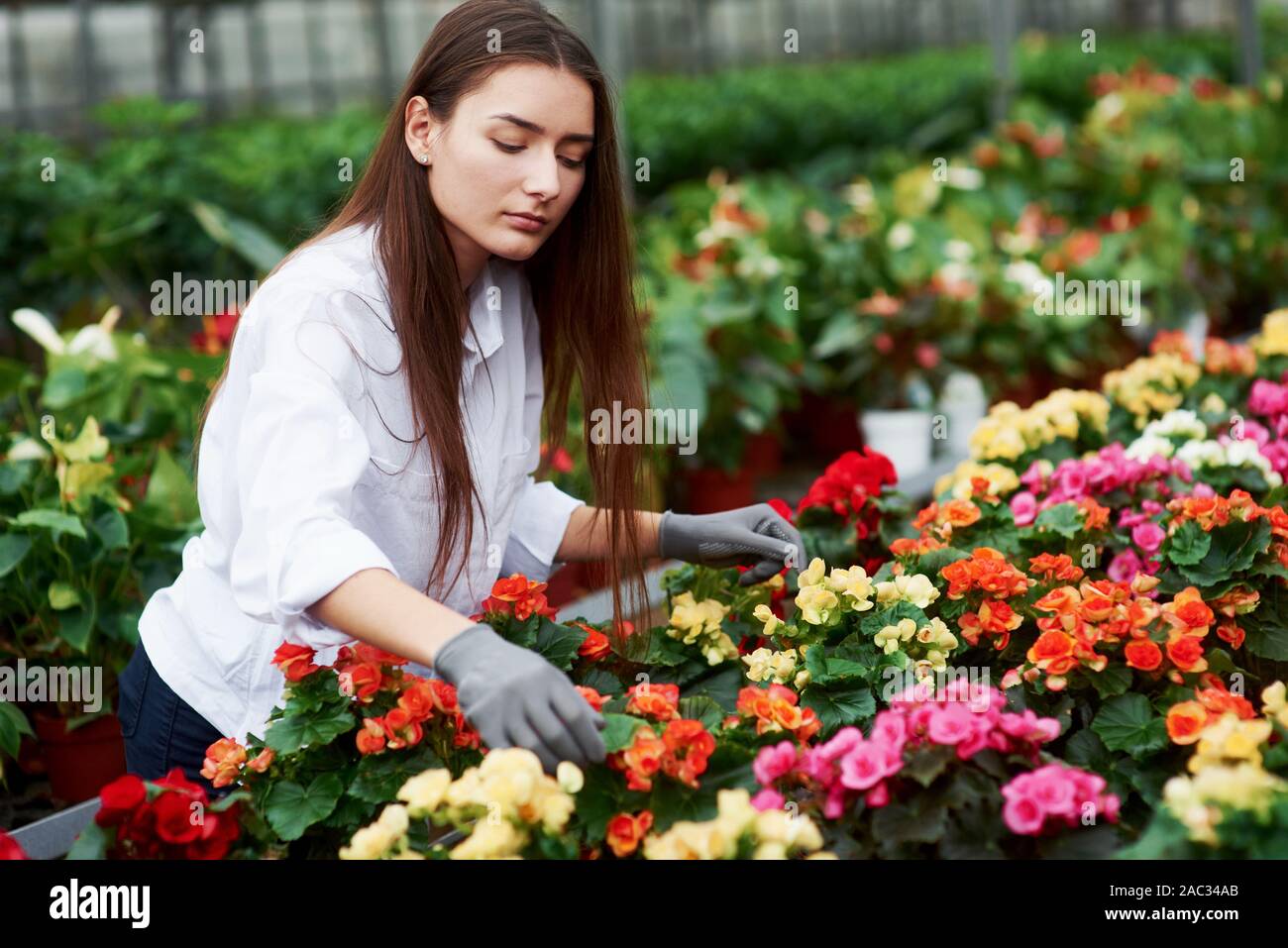 Female worker taking care of flowers in the greenhouse Stock Photo - Alamy