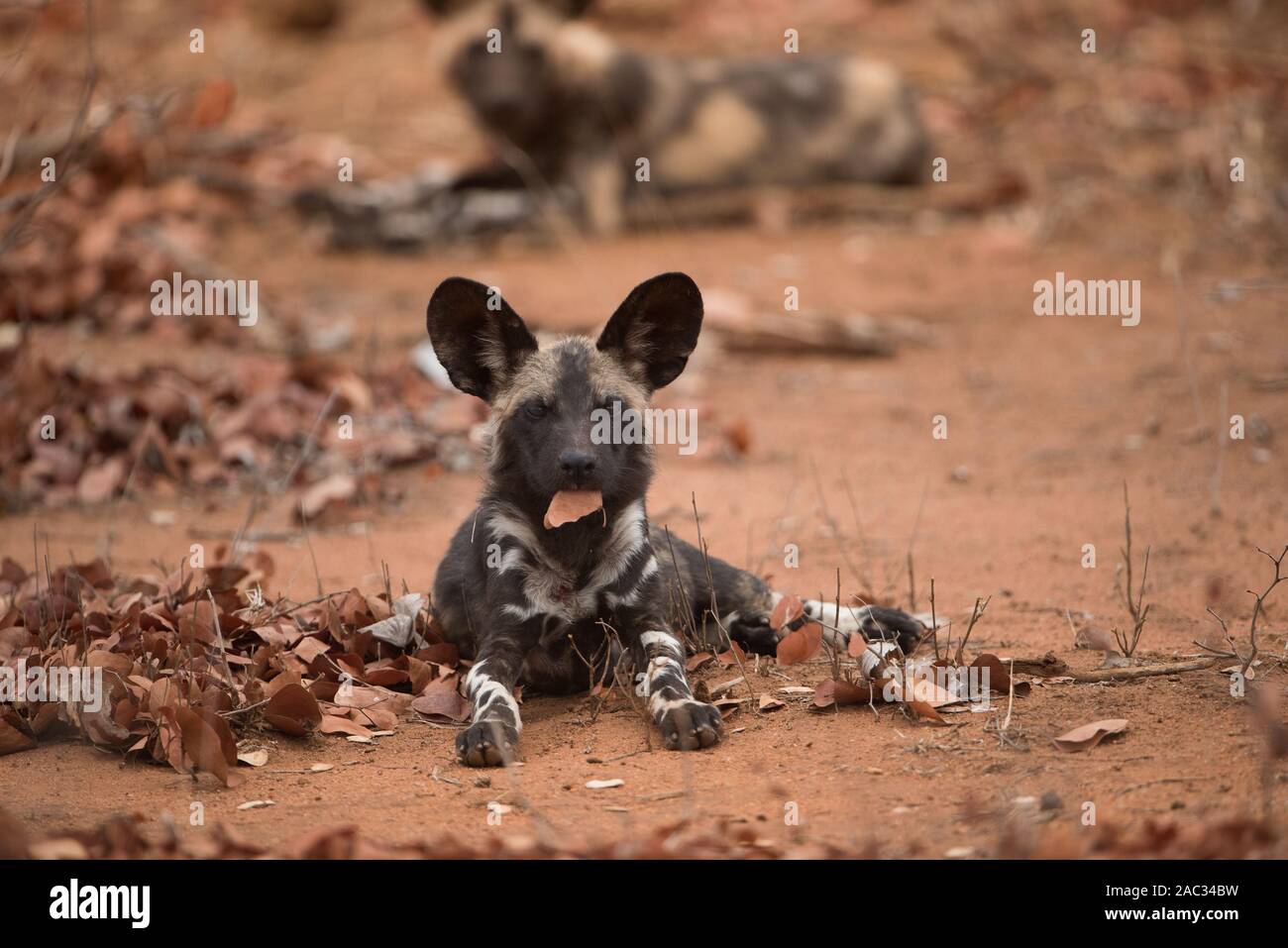 African wild dog, Painted wolf portrait Stock Photo - Alamy
