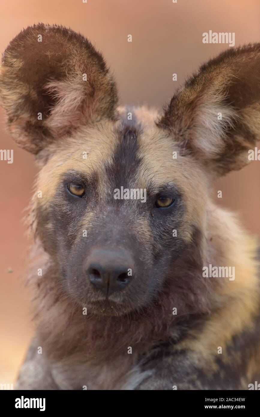African Wild Dog Baby High Resolution Stock Photography and Images - Alamy