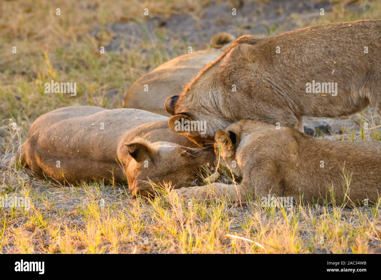 6 months old lion hi-res stock photography and images - Alamy