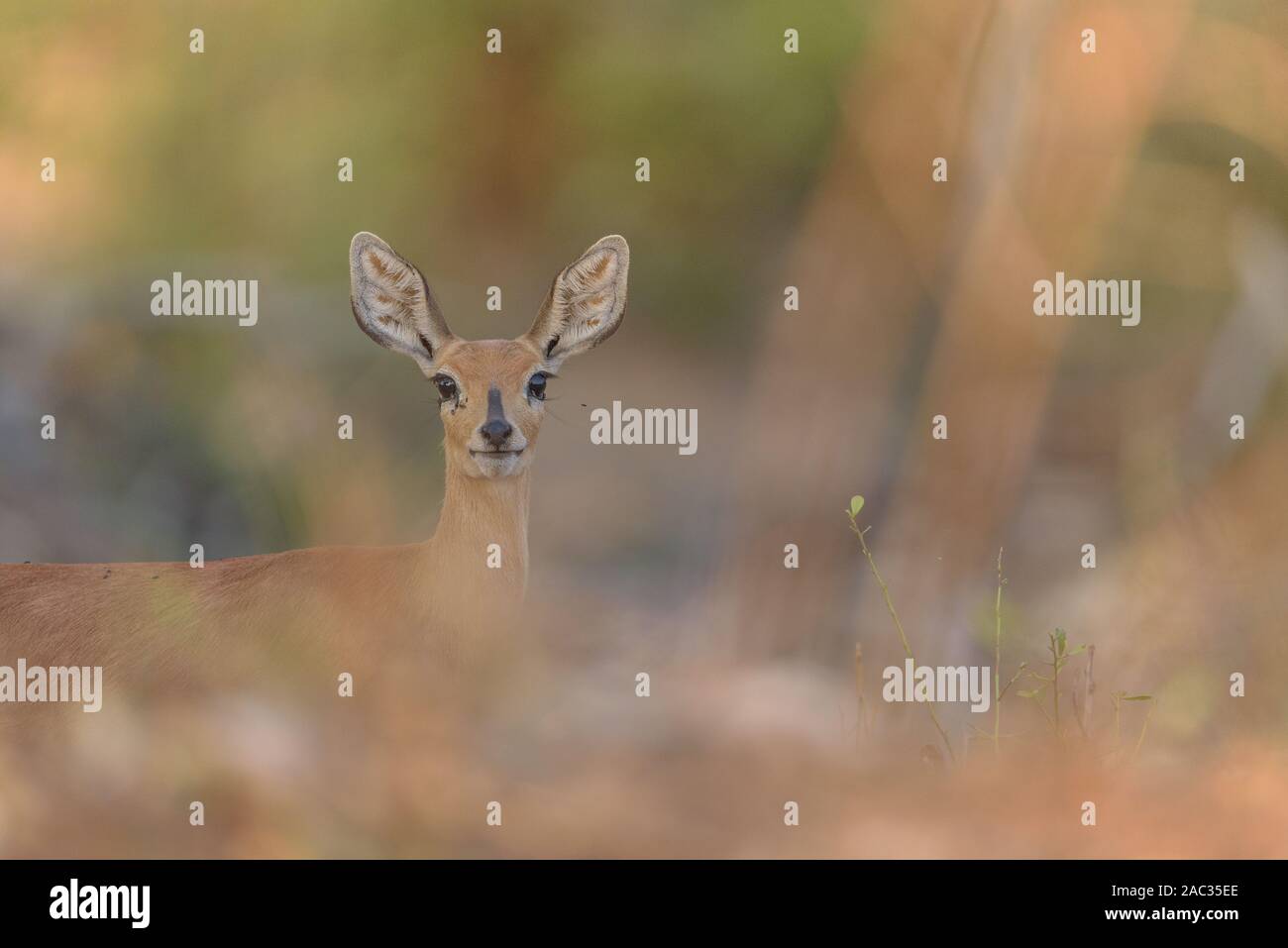Steenbuck hi-res stock photography and images - Alamy