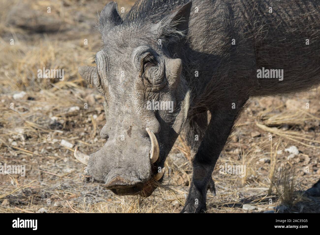 Closeup portrait of common gray warthog with big broken tusks standing ...