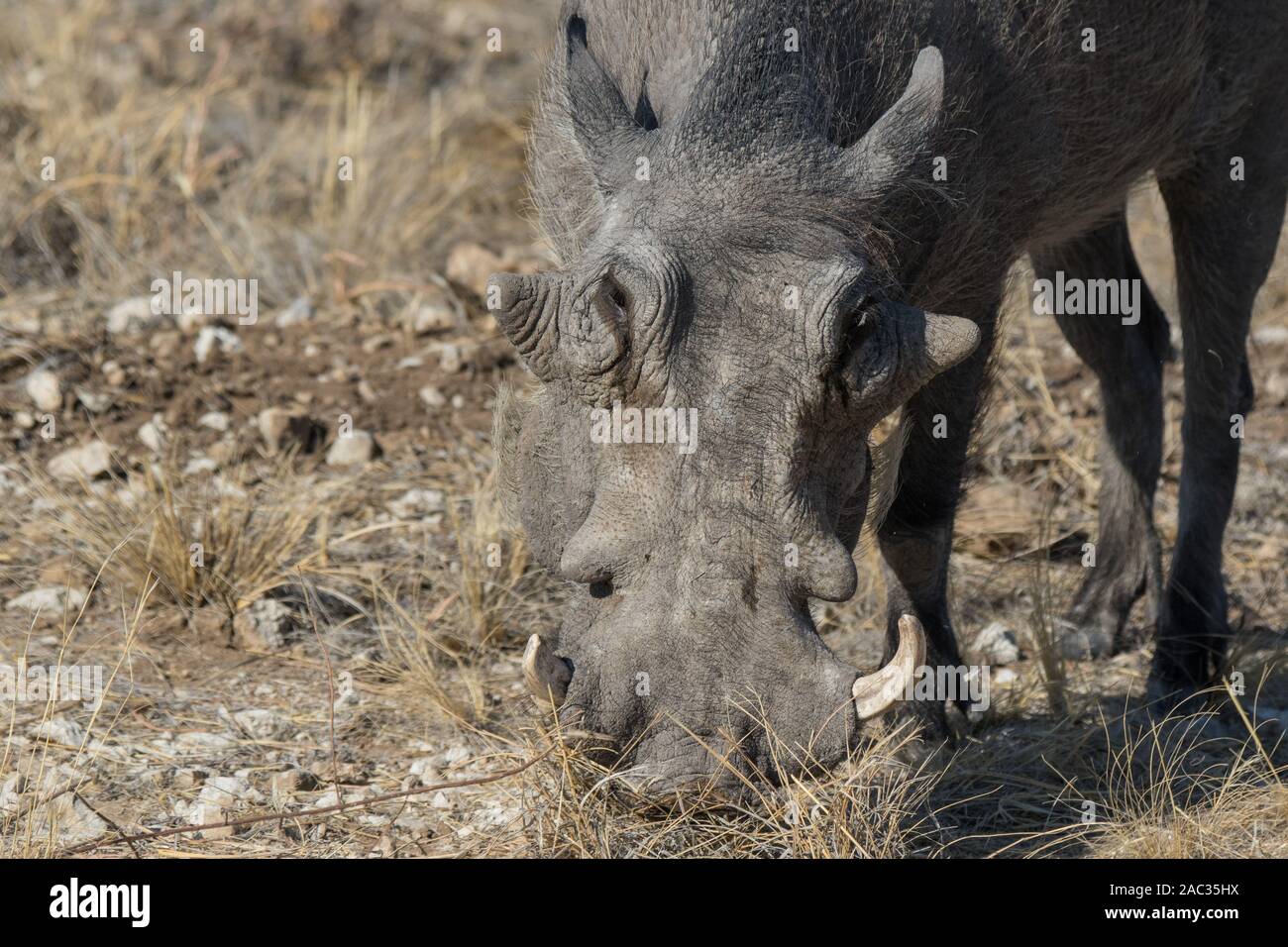 Closeup portrait of common gray warthog with big broken tusks standing ...