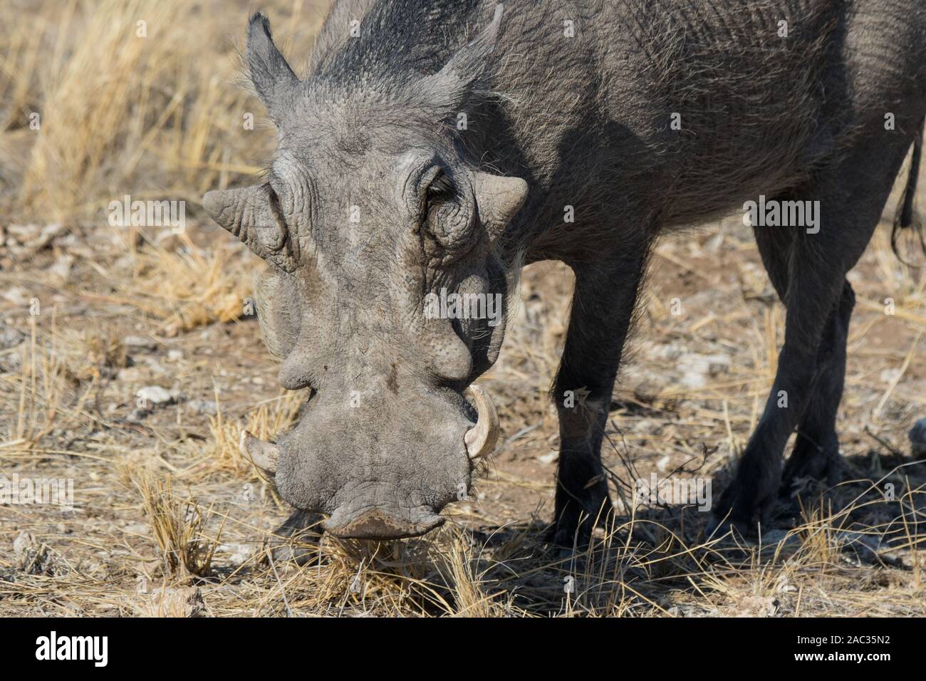 Closeup portrait of common gray warthog with big broken tusks standing ...