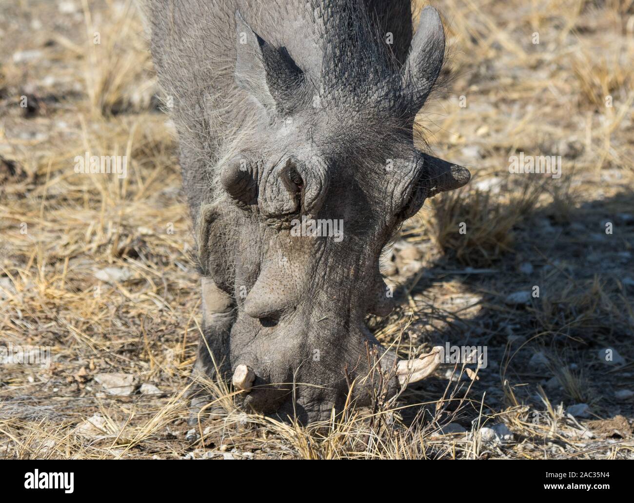 Closeup portrait of common gray warthog with big broken tusks standing ...