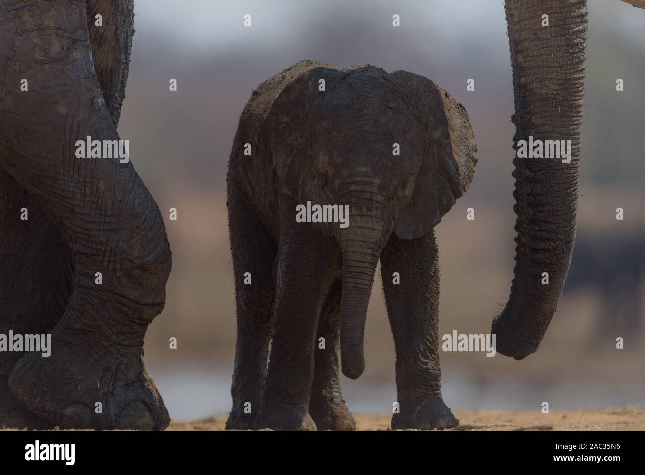 Cute baby elephant, elephant calf Stock Photo - Alamy