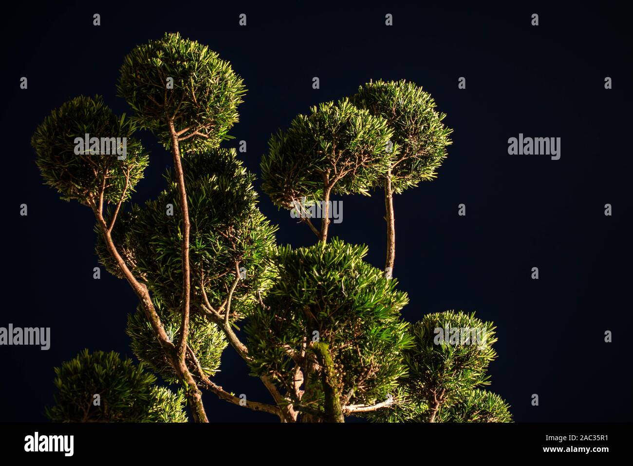 Orlando, Florida . November 18, 2019. Top view of trees in Japan ...