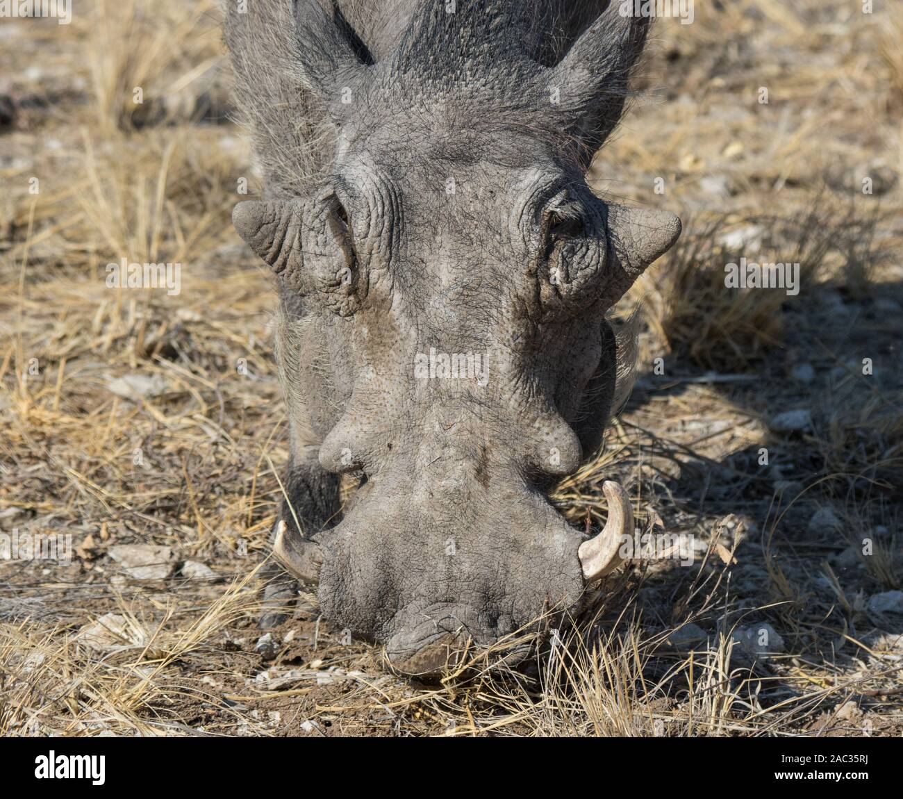 Closeup portrait of common gray warthog with big broken tusks standing ...