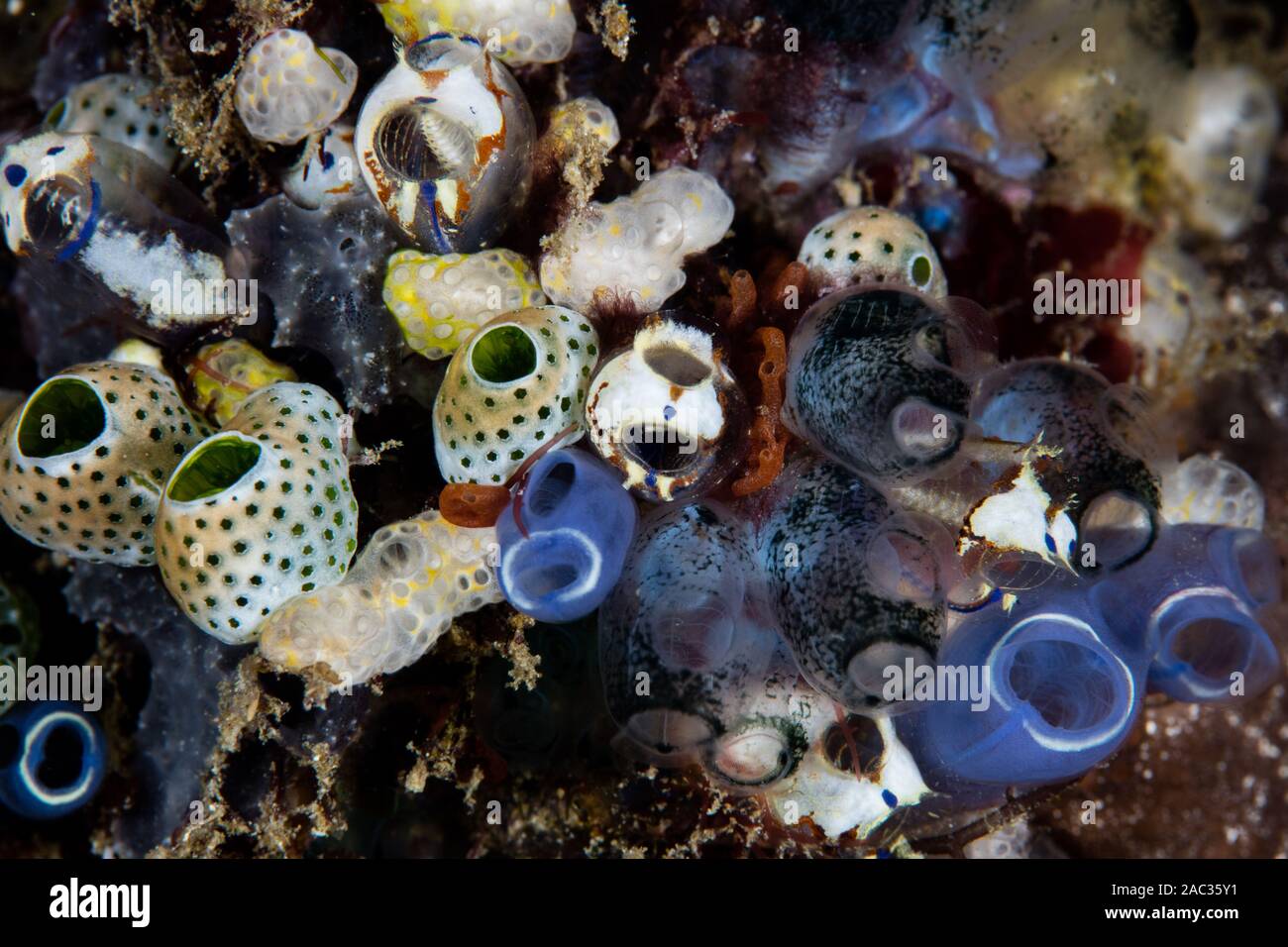 A colorful bouquet of tiny tunicates grow on a coral reef in Raja Ampat ...