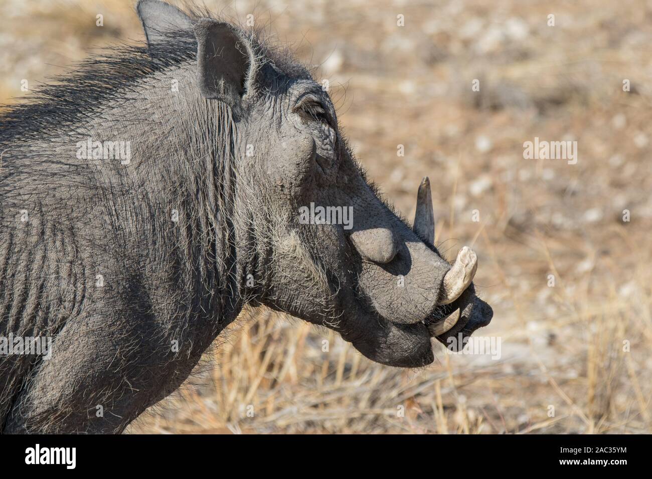 Closeup portrait of common gray warthog with big broken tusks standing ...
