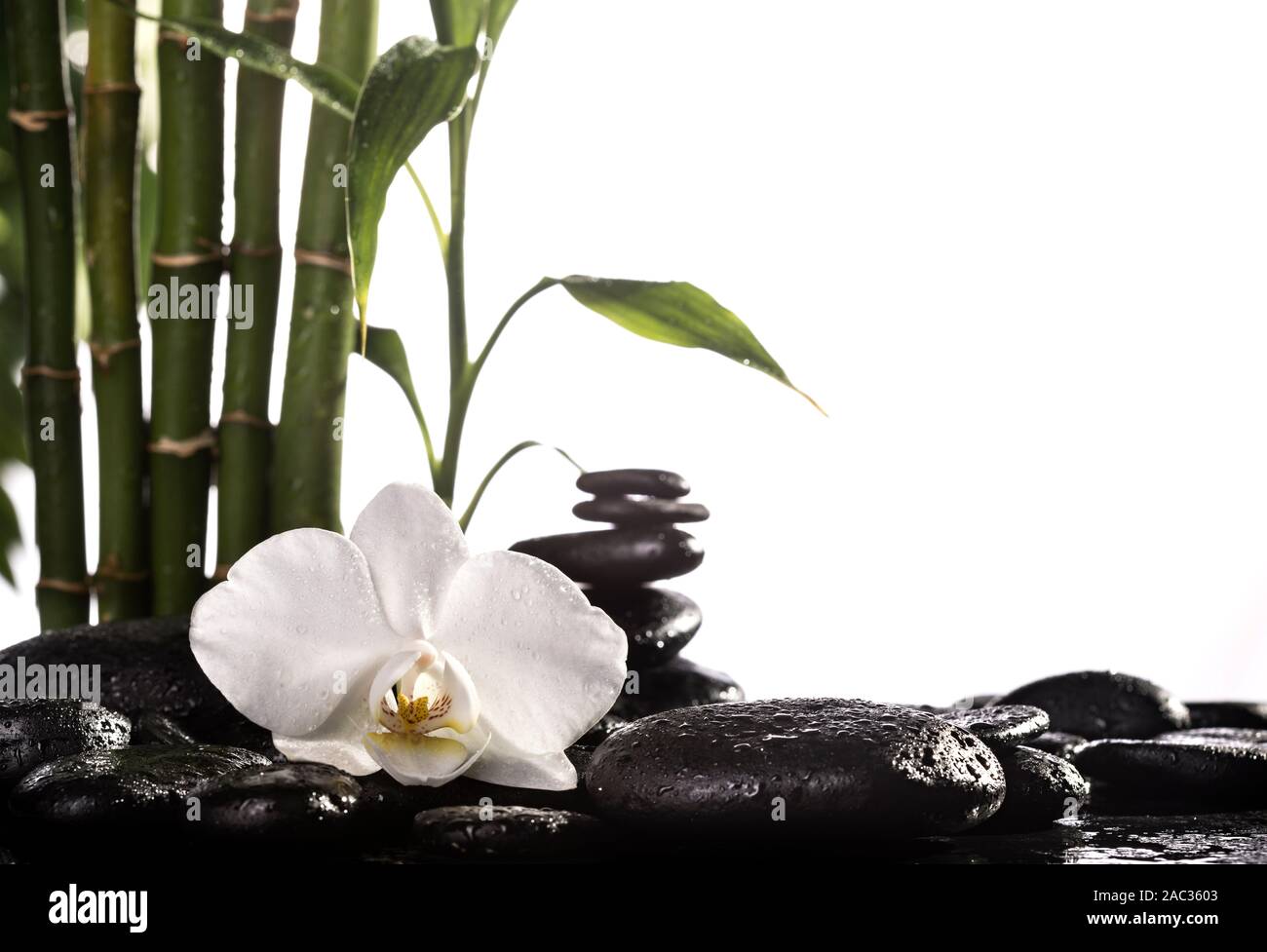 Grean bamboo leaves over black zen stones and orchid flower on white ...