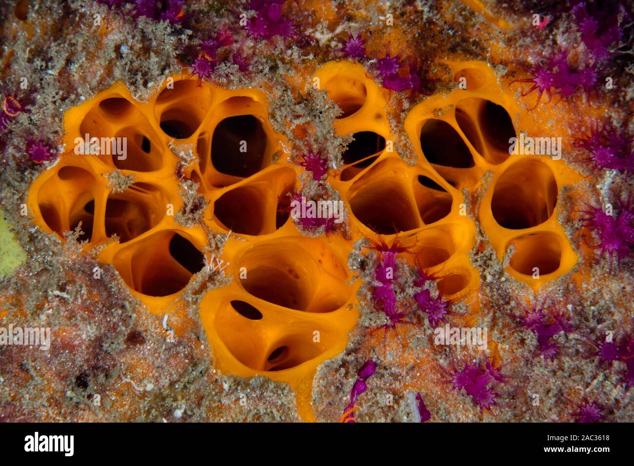 A colorful sponge grows on a healthy coral reef in Raja Ampat ...