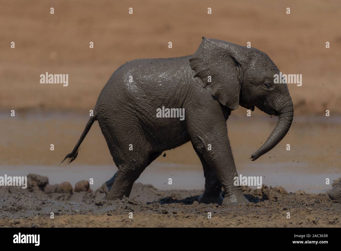 Cute baby elephant, elephant calf Stock Photo - Alamy