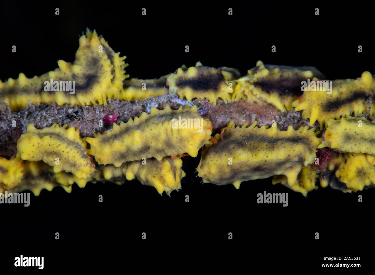 Sea Cucumber Inside Out