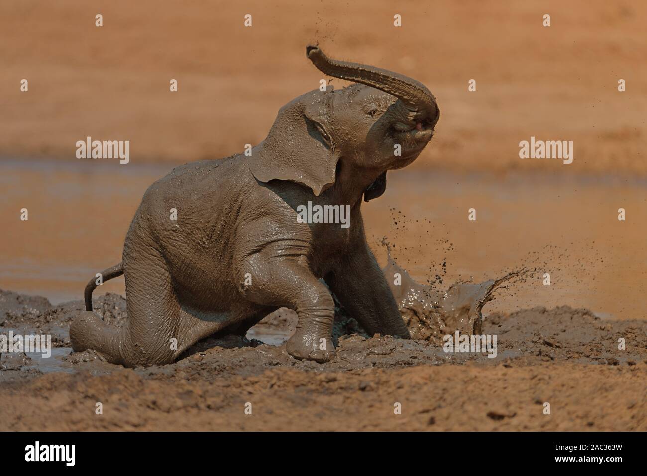 Cute baby elephant, elephant calf Stock Photo - Alamy