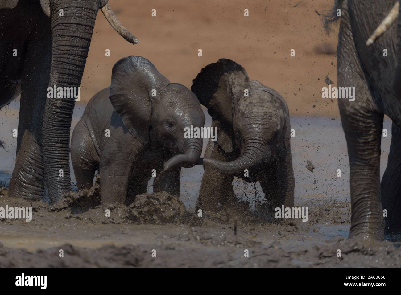 Cute baby elephant, elephant calf Stock Photo - Alamy