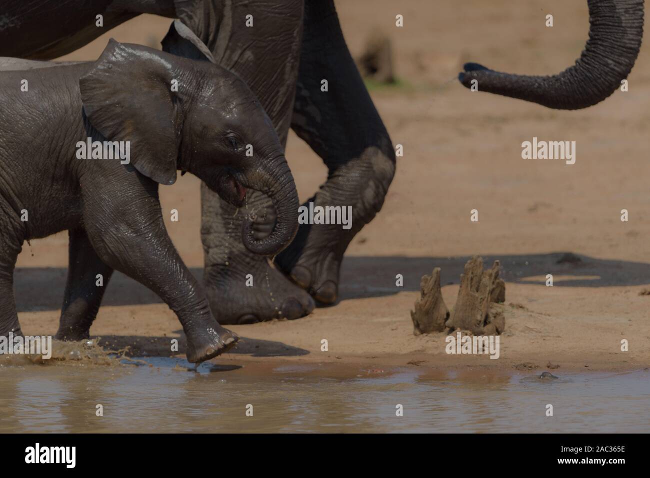 Cute baby elephant, elephant calf Stock Photo - Alamy