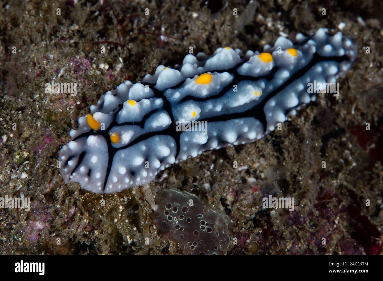 A colorful nudibranch, Phyllidia sp., crawls over the seafloor in Raja ...