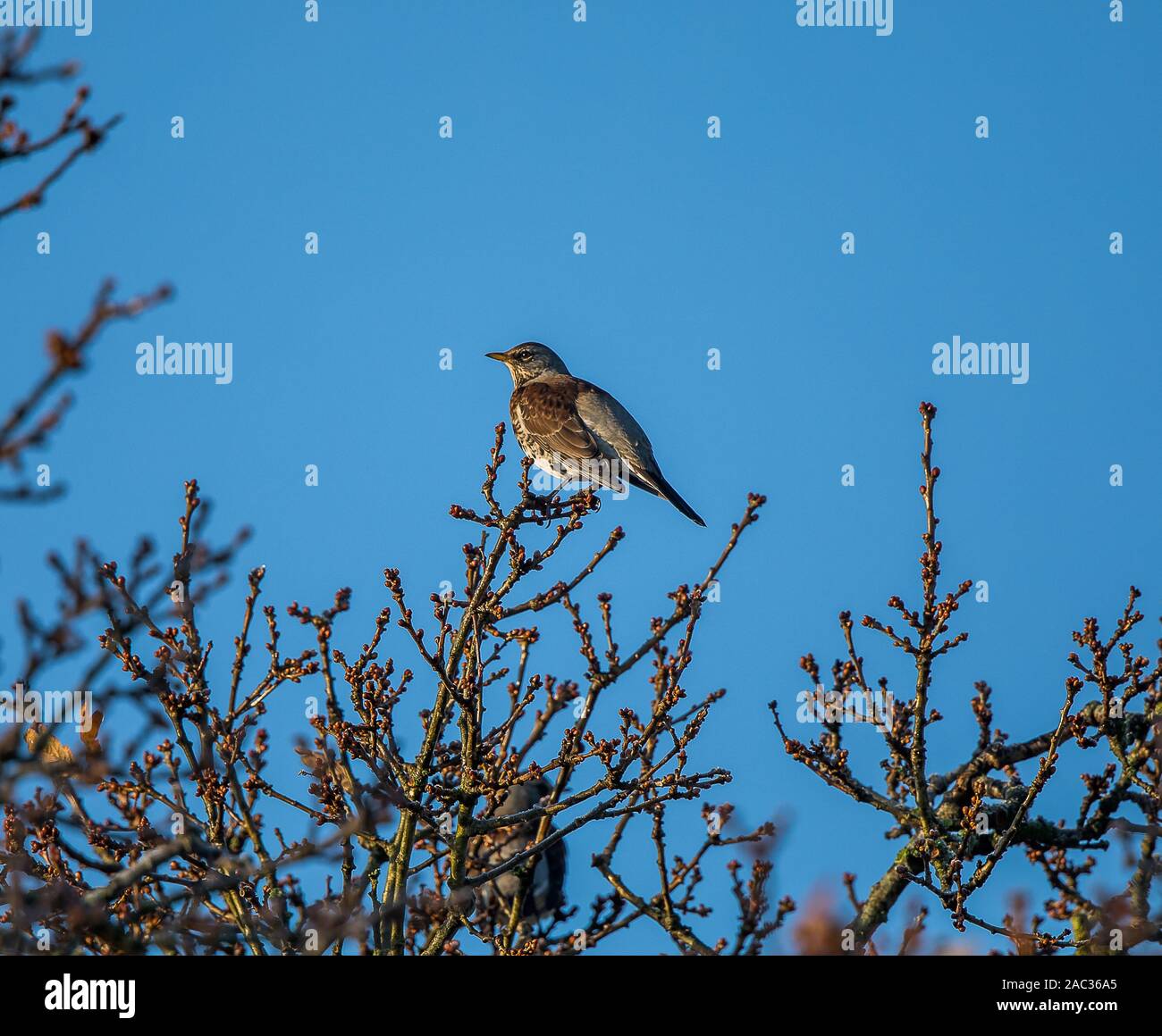 Fieldfare open countryside hi-res stock photography and images - Alamy