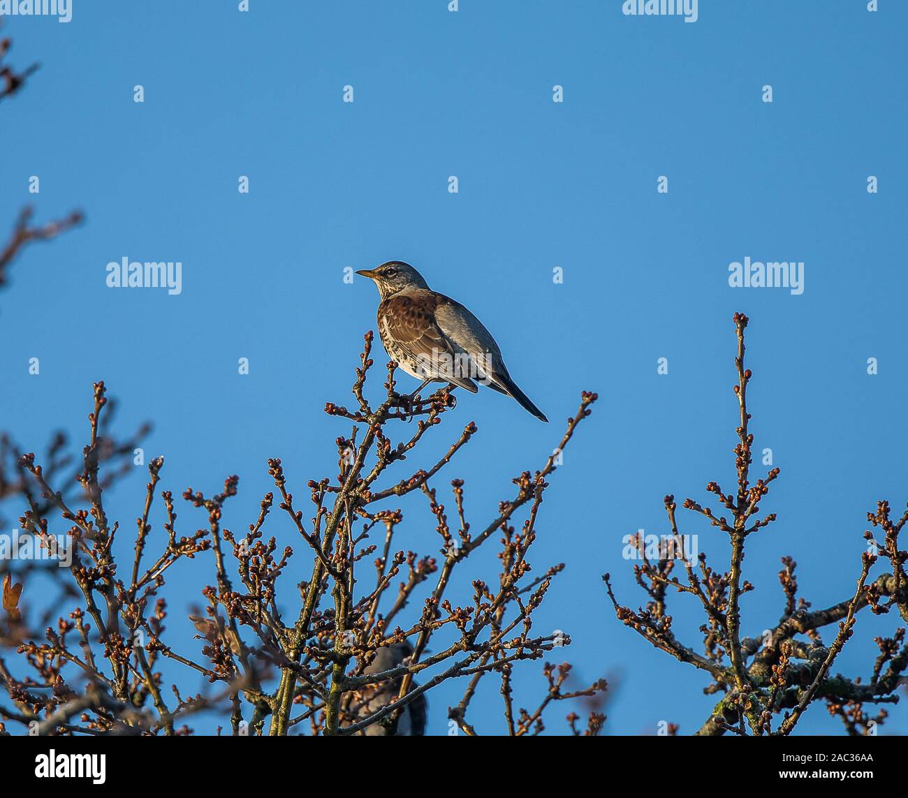 Fieldfare open countryside hi-res stock photography and images - Alamy