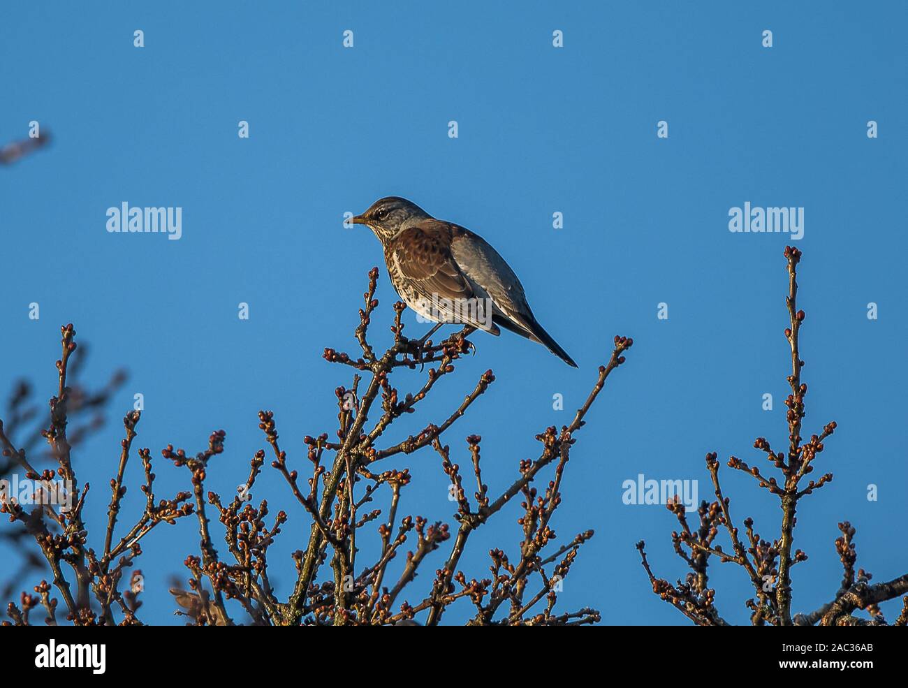 Fieldfare open countryside hi-res stock photography and images - Alamy
